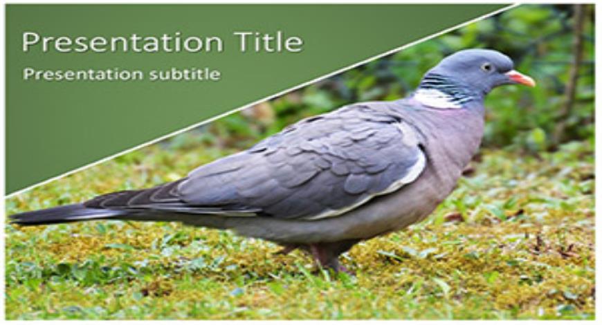 Free Pigeon PowerPoint Template and Themes