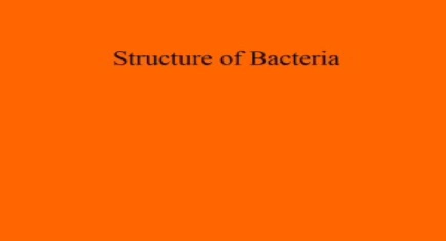 Free Download About Structure of Bacteria PowerPoint Presentation Slides