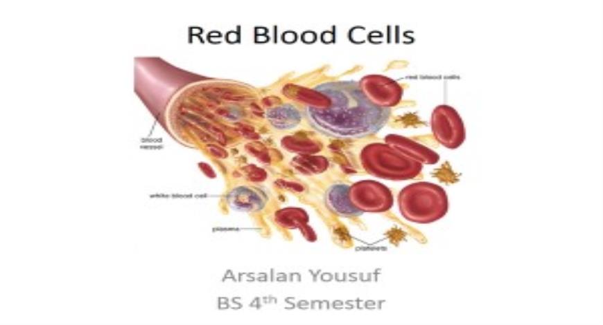 Free Download Red Blood Cells PowerPoint Presentation Slides