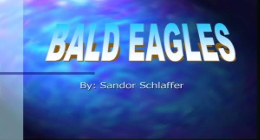 Free Download INTRODUCTION ABOUT BALD EAGLE PowerPoint Presentation Slides