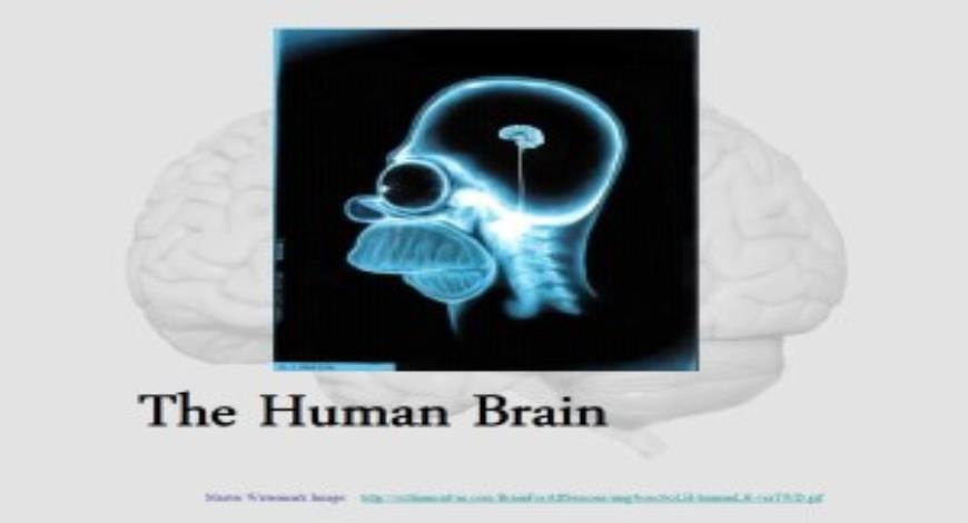 Free Download Human brain-Life Sciences Outreach PowerPoint ...
