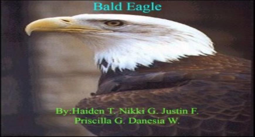 Free Download About Bald Eagle PowerPoint Presentation Slides