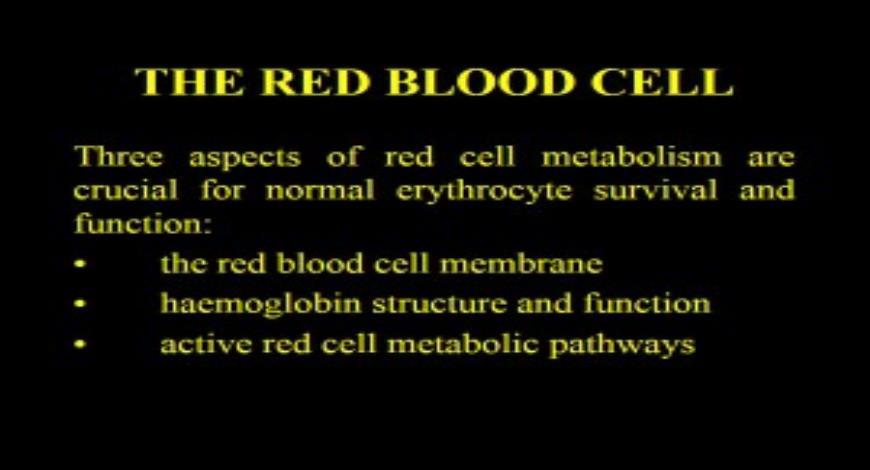 Free Download THE RED BLOOD CELL PowerPoint Presentation Slides