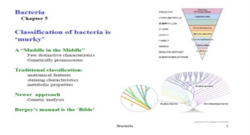 Free Download Introduction of Bacteria PowerPoint Presentation Slides