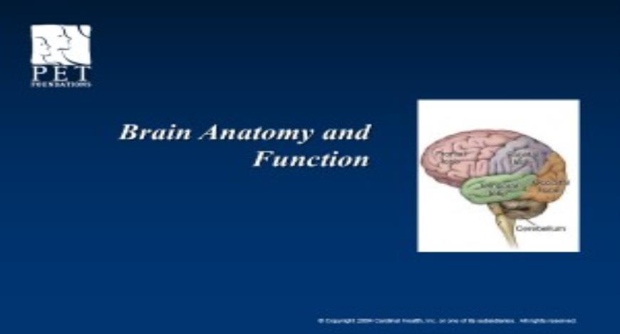 Free Download Brain Anatomy and Function PowerPoint Presentation Slides