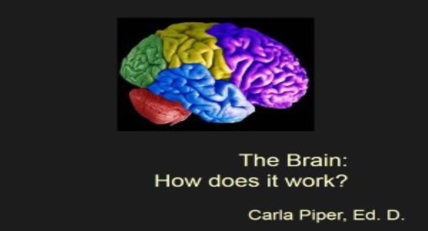 Free Download The Brain-How does it work PowerPoint Presentation Slides
