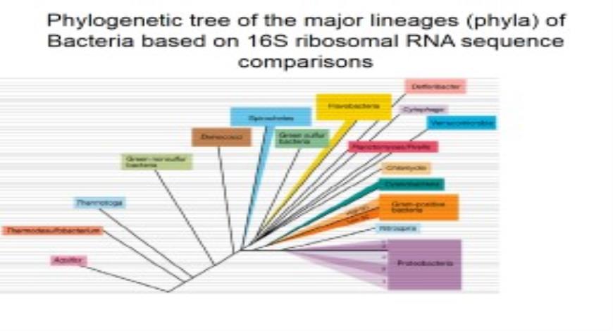 Free Download Intro about Bacteria PowerPoint Presentation Slides