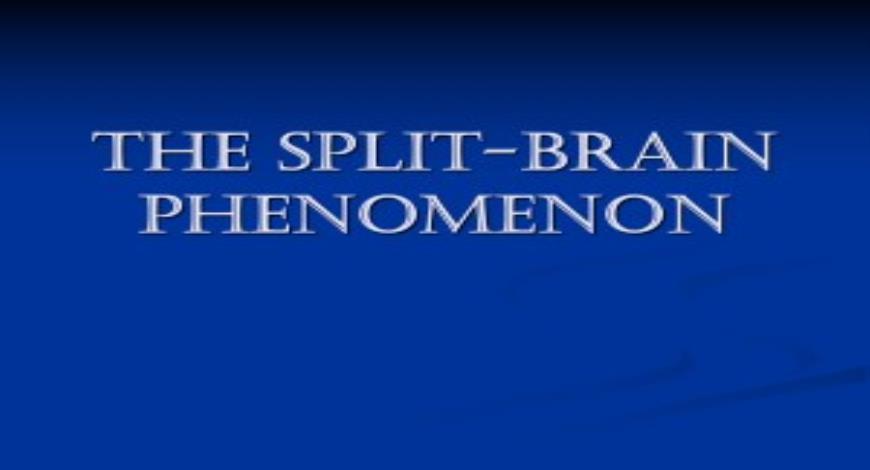 Free Download The Split brain Phenomena PowerPoint Presentation Slides