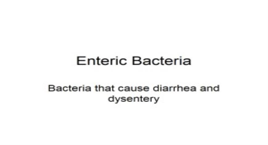 Free Download Enteric Bacteria PowerPoint Presentation Slides