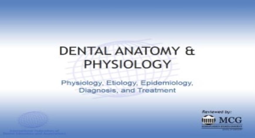 Free Download About Dental Anatomy and Physiology PowerPoint ...