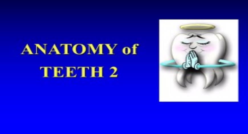 Free Download Dental Anatomy PowerPoint Presentation Slides