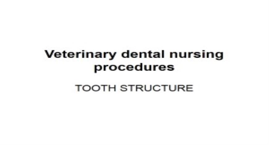 Free Download About Dental Anatomy PowerPoint Presentation Slides