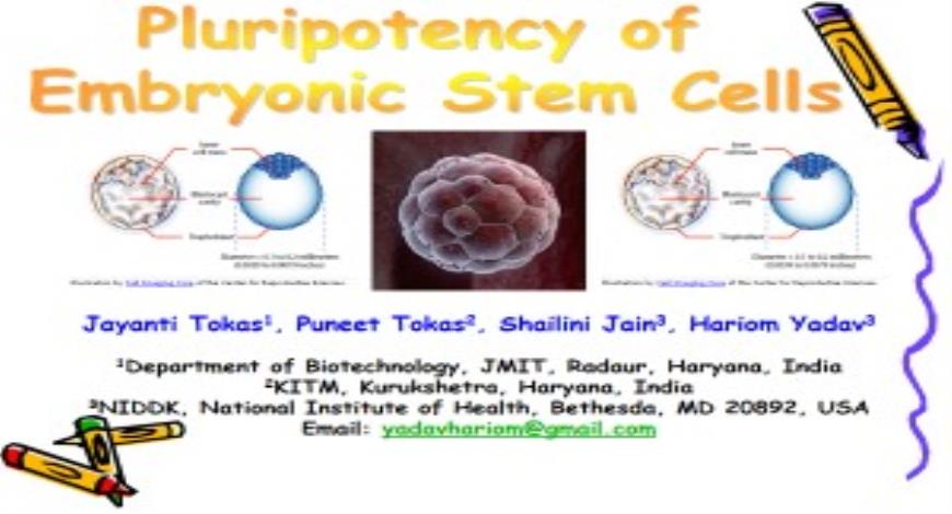 Free Download Pluripotency of Embryonic Stem Cells PowerPoint ...