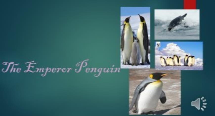 Free Download The Emperor Penguin PowerPoint Presentation ...