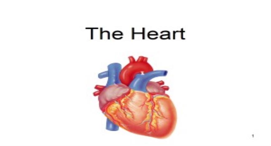 Free Download Body Heart PowerPoint Presentation Slides