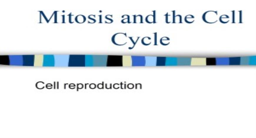 Free Download Mitosis and the Cell Cycle PowerPoint Presentation ...