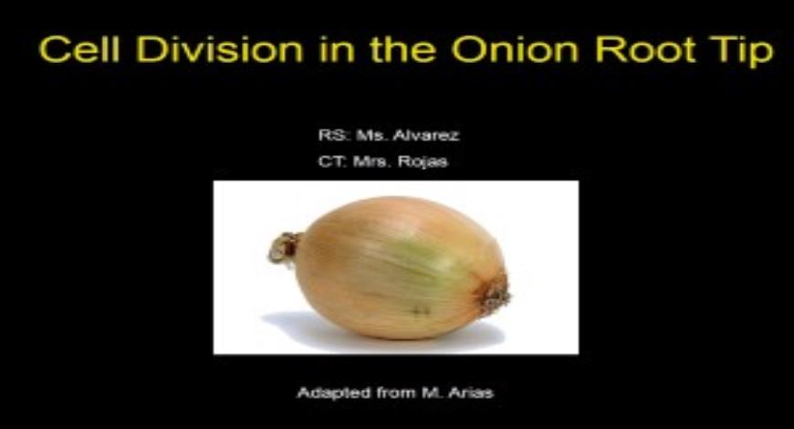 Free Download The Cell Cycle and Mitosis PowerPoint Presentation ...