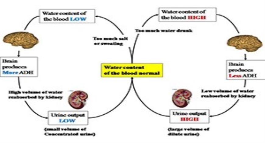 Free Download Adh Diagram PowerPoint Presentation Slides Free Download