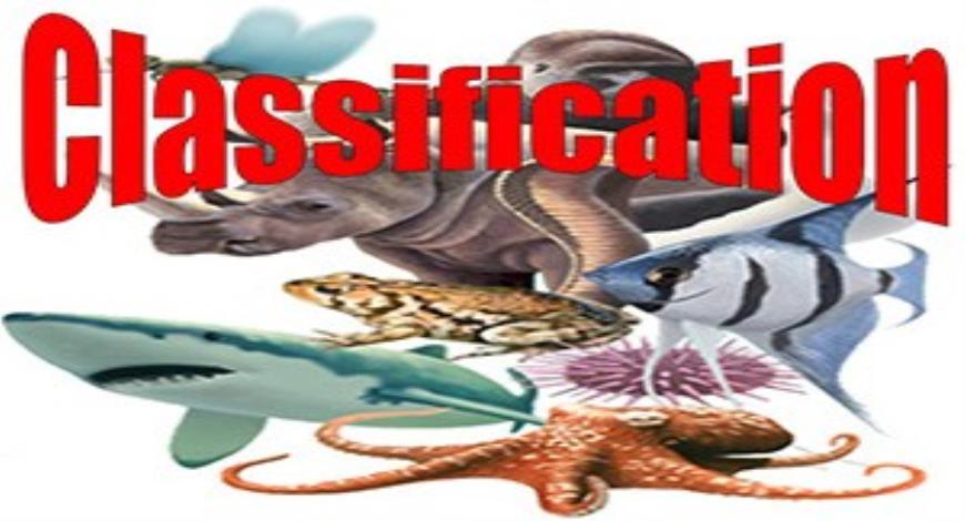 Free Download Classification PowerPoint Presentation Slides Free Download