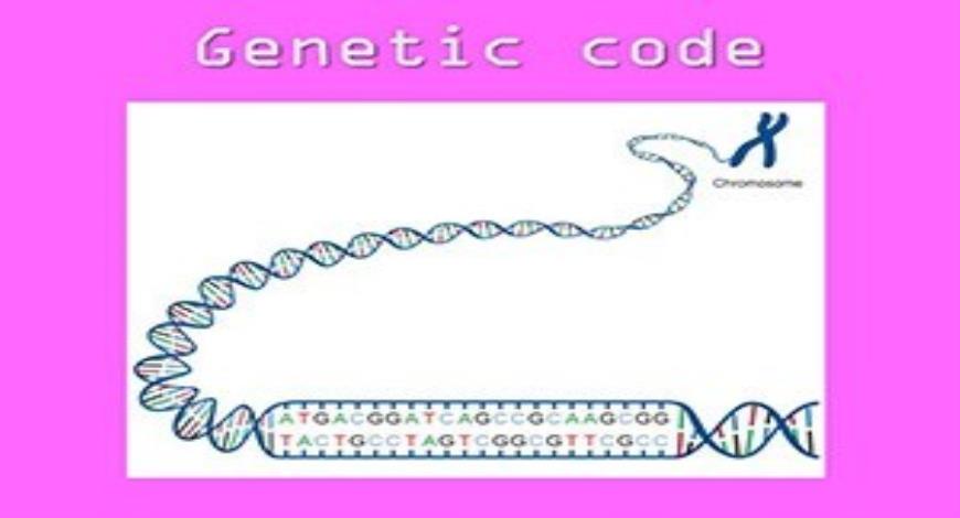 Free Download Genetic Code PowerPoint Presentation Slides Free Download