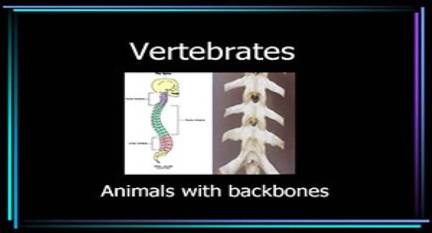 Free Download Vertebrates PowerPoint Presentation Slides Free Download