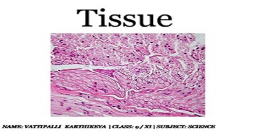 Free Download Tissues PowerPoint Presentation | SlidesFinder.com