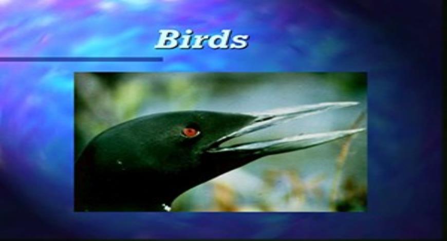 Free Download Birds (Biology Junction) PowerPoint Presentation Slides