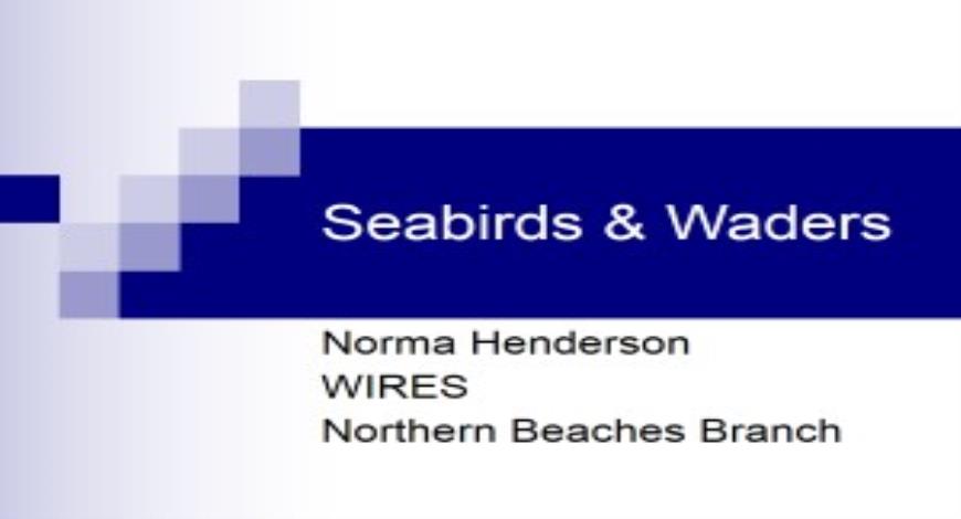Free Download Sea birds and Water Birds PowerPoint Presentation Slides
