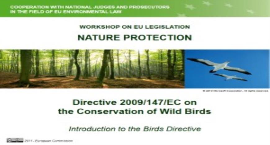 Free Download Birds Directive introduction PowerPoint Presentation Slides