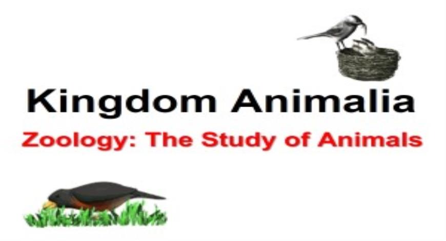 Free Download What is Zoology PowerPoint Presentation Slides