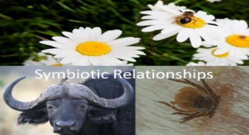 Free Download Symbiotic Relationships PowerPoint Presentation Slides